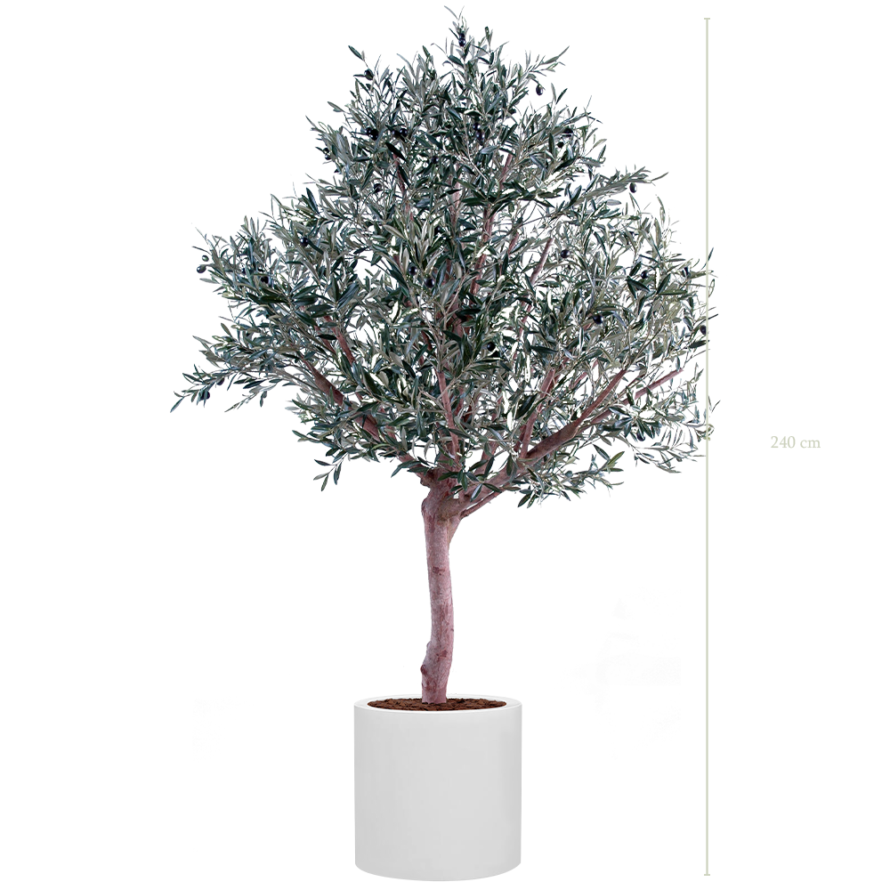 The Olive tree in a white cylinder pot #Semi-natural | Tanaman